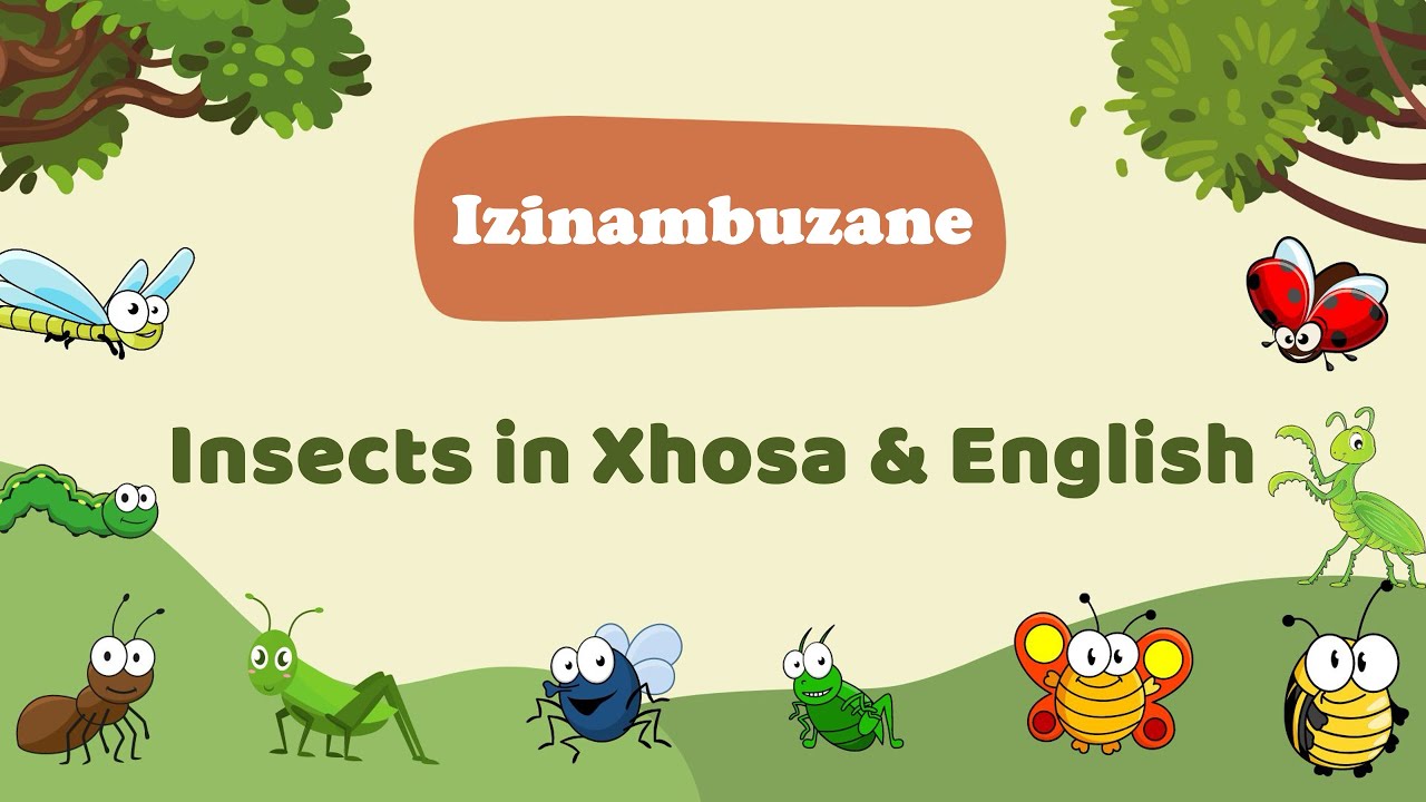 Izinambuzane - Insects in Xhosa & English - YouTube