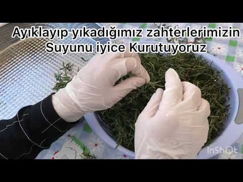 Hatay usulü zahter (dağ kekiği) salamura