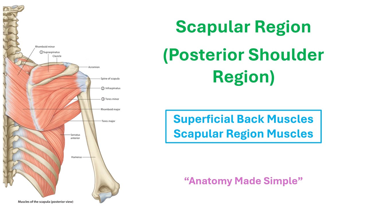 Anatomy of the Scapular Region | Muscles, Nerve Supply & Clinical ...