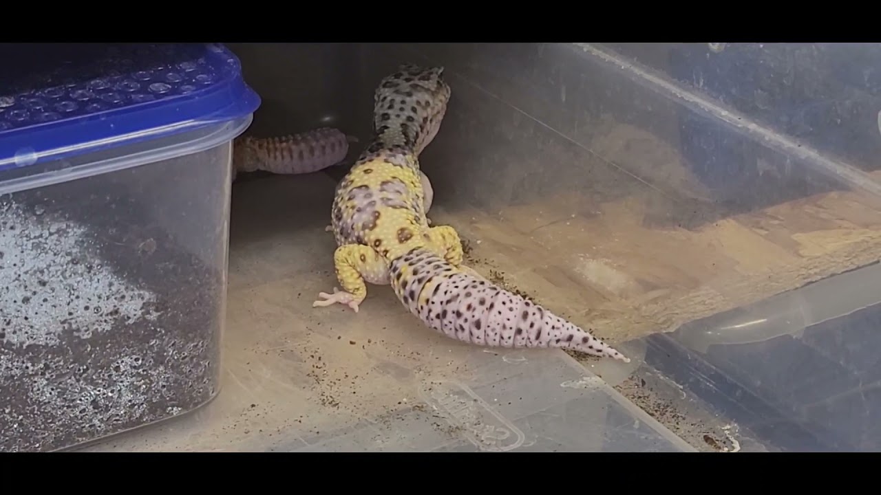 Leopard Gecko Love Dance - YouTube