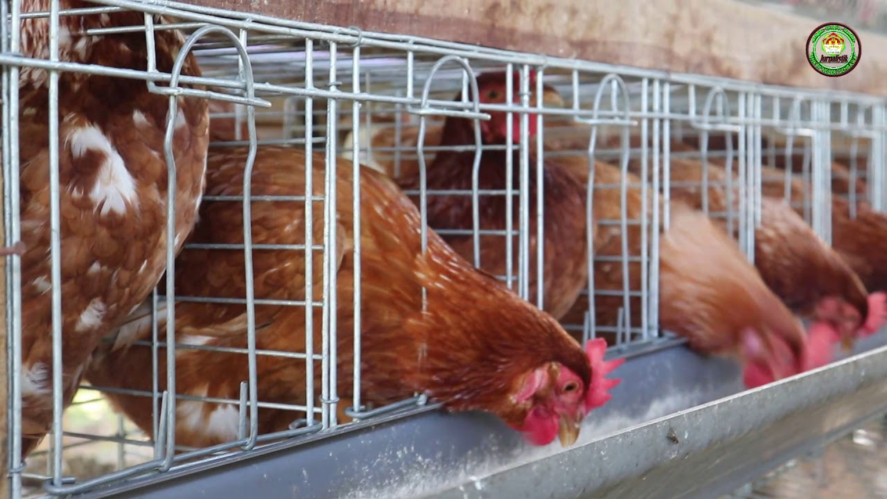 Si Merah yang jago menghasilkan rupiah - YouTube