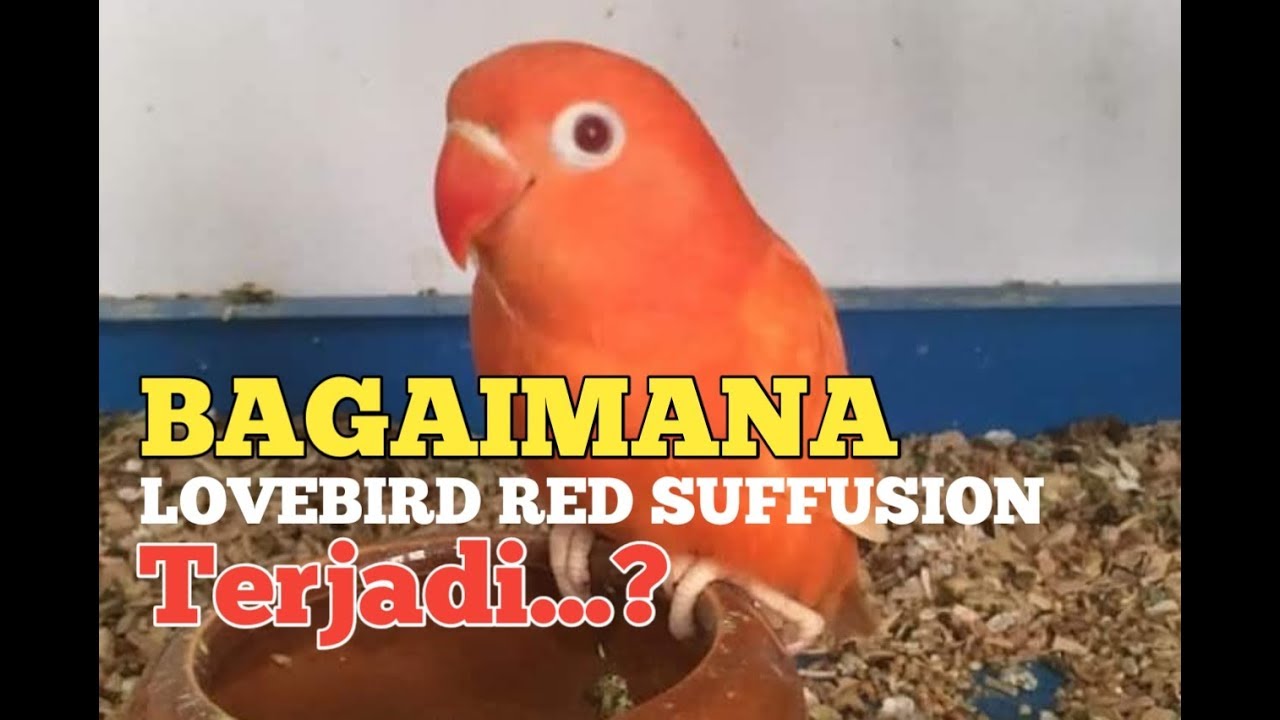 BAGAIMANA LOVEBIRD RED SUFFUSION TERJADI...? - YouTube