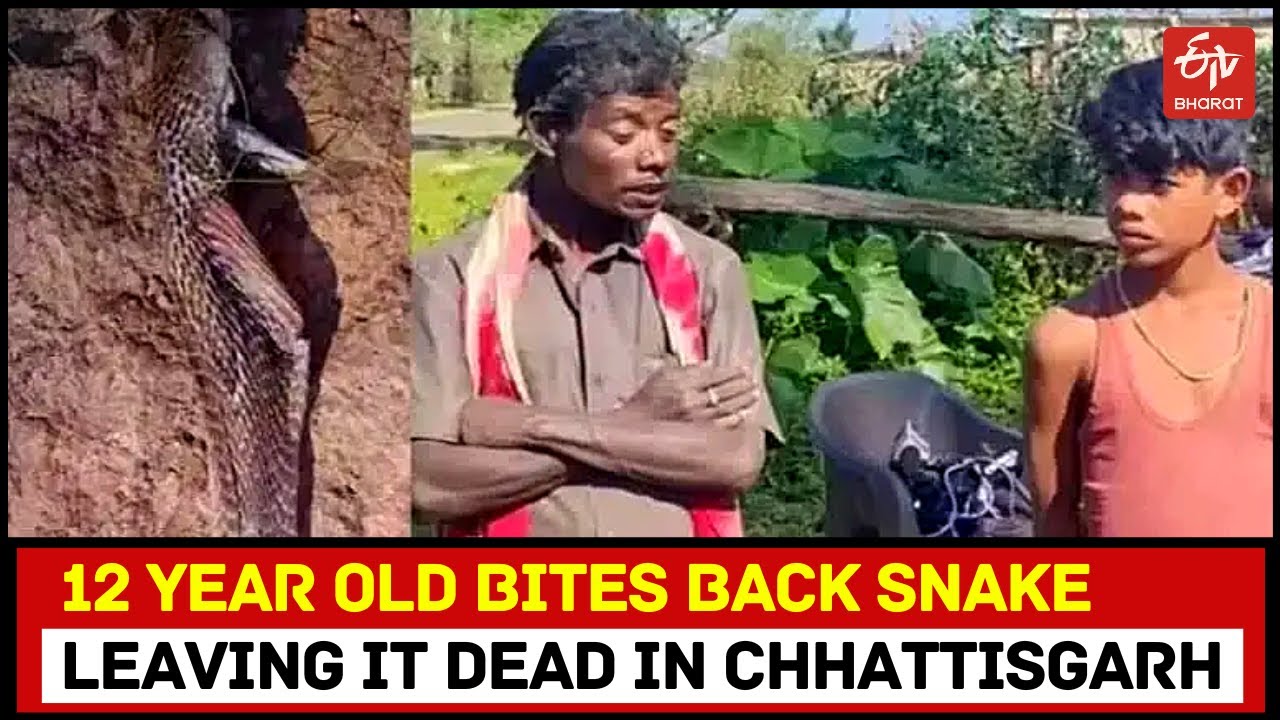 12 year old bites back snake leaving it dead in Chhattisgarh - YouTube