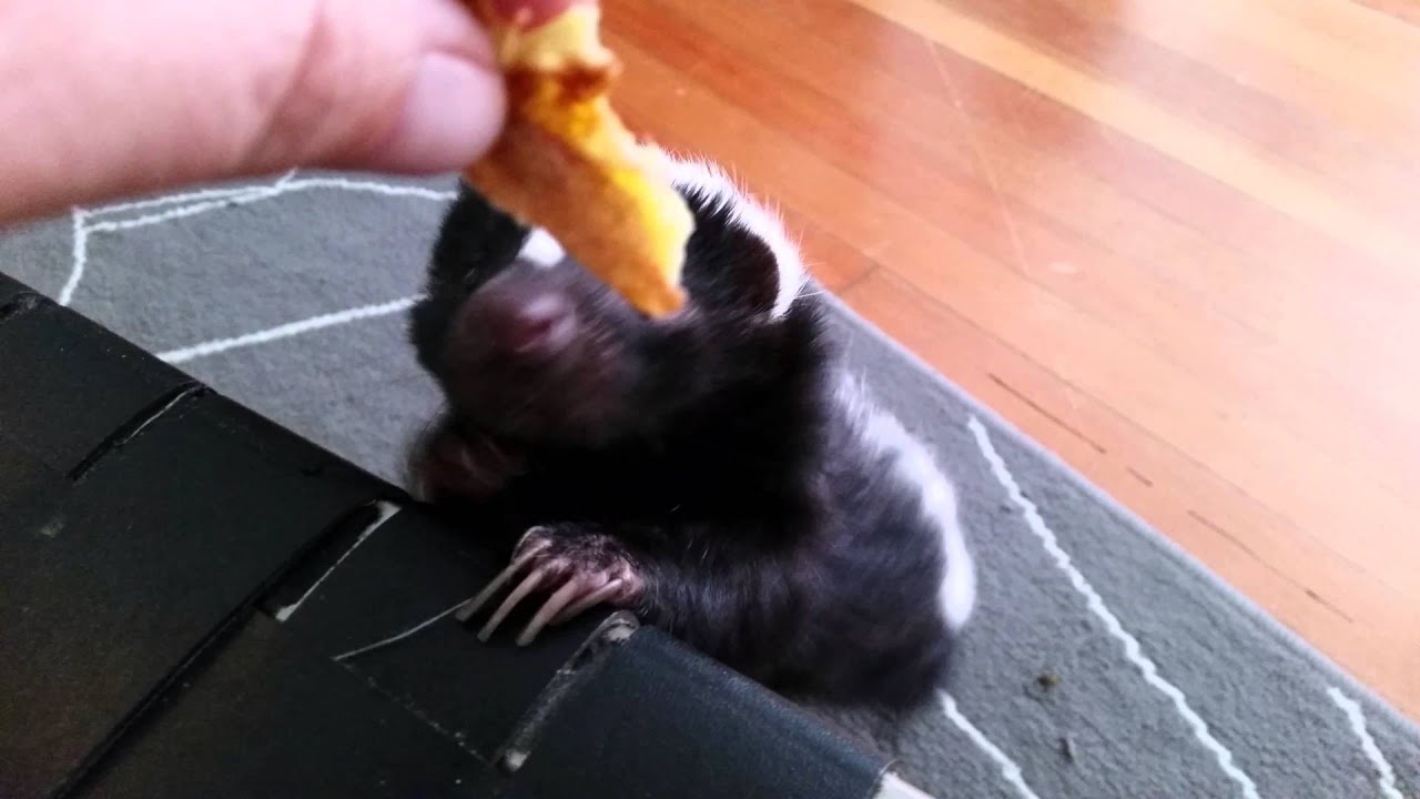 Skunks love egg omelets 4k UHD - YouTube