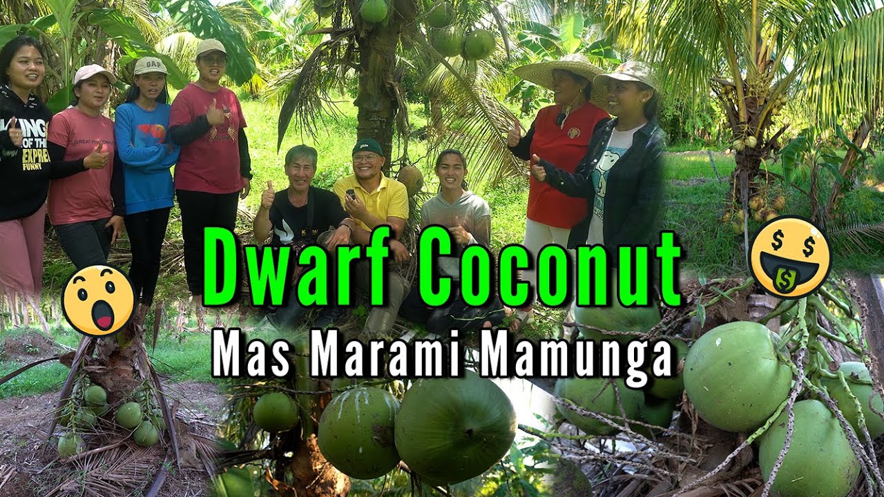 Dwarf Coconut - Mas Maraming Mamunga? - YouTube
