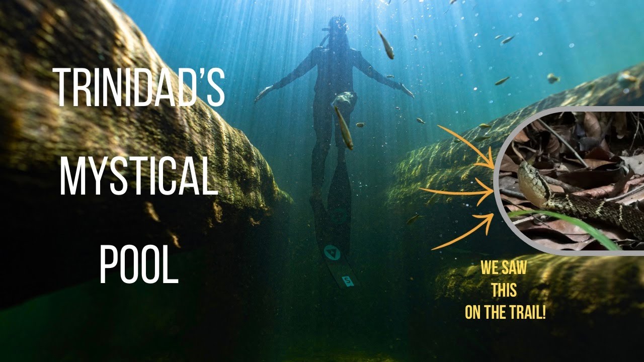 Exploring Mystique Pool: 16ft Freedive & a Highly Venomous Surprise ...