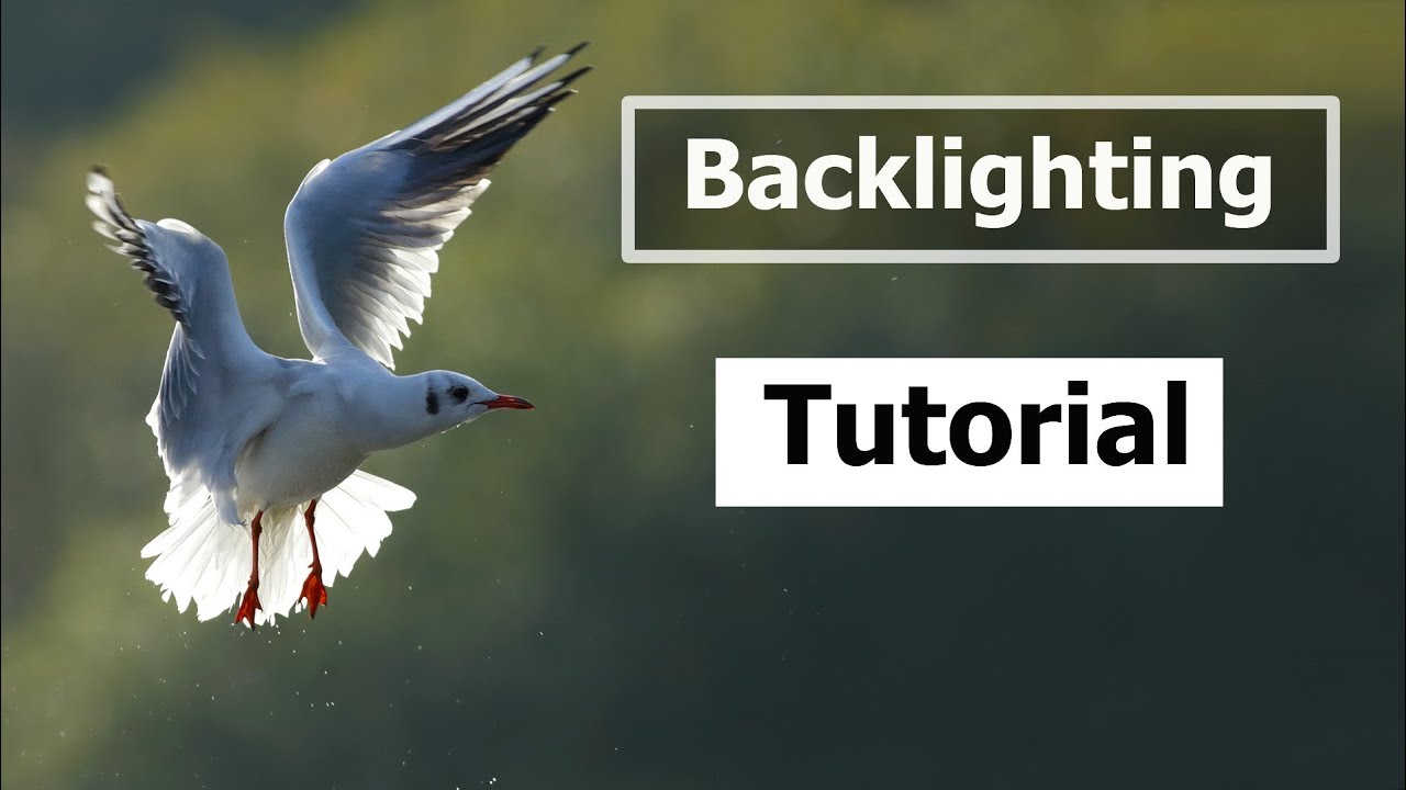 Backlight Photography Technique