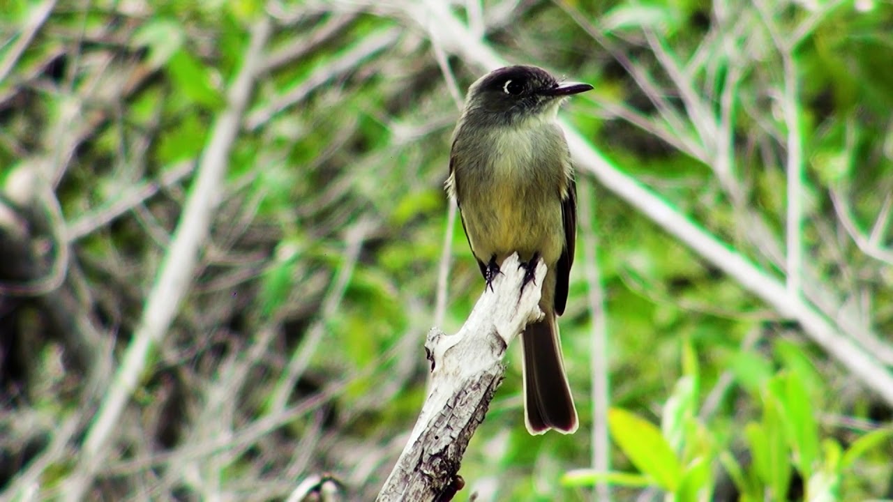 The Birds of Cuba - YouTube
