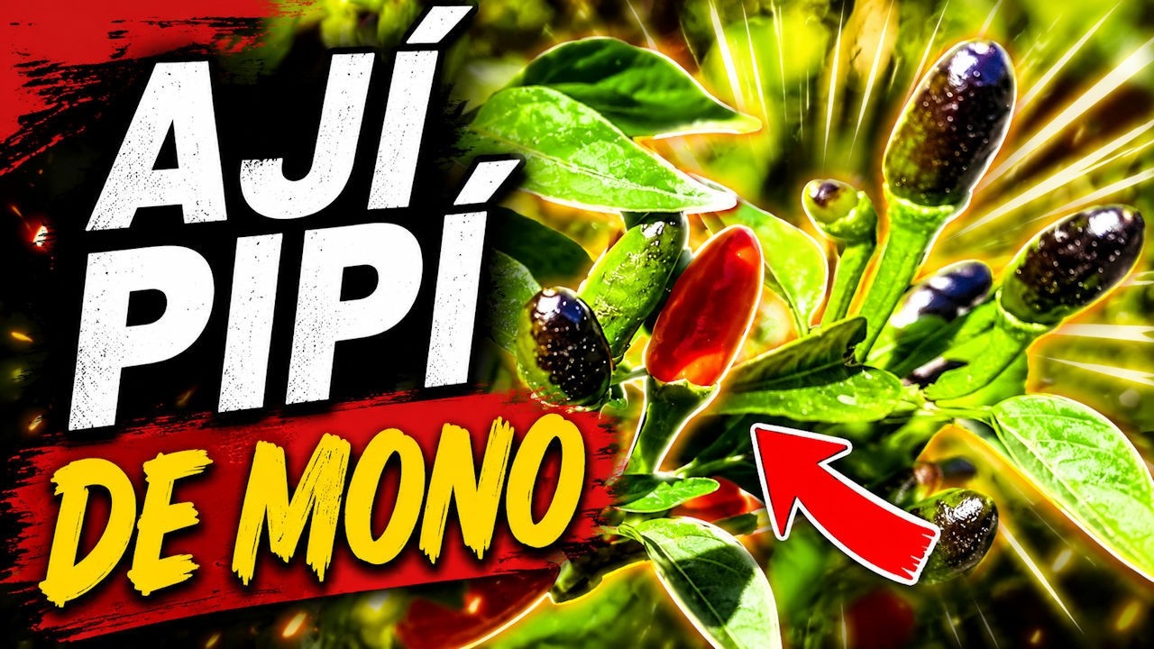 🟠AJÍ PIPÍ DE MONO | un AJÍ MUY PRODUCTIVO🌶️ (2022) - YouTube
