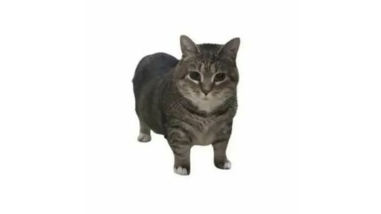 10 minutos de canciones del Gatito Oiiaioiiiai / Uiiaoouiia - YouTube