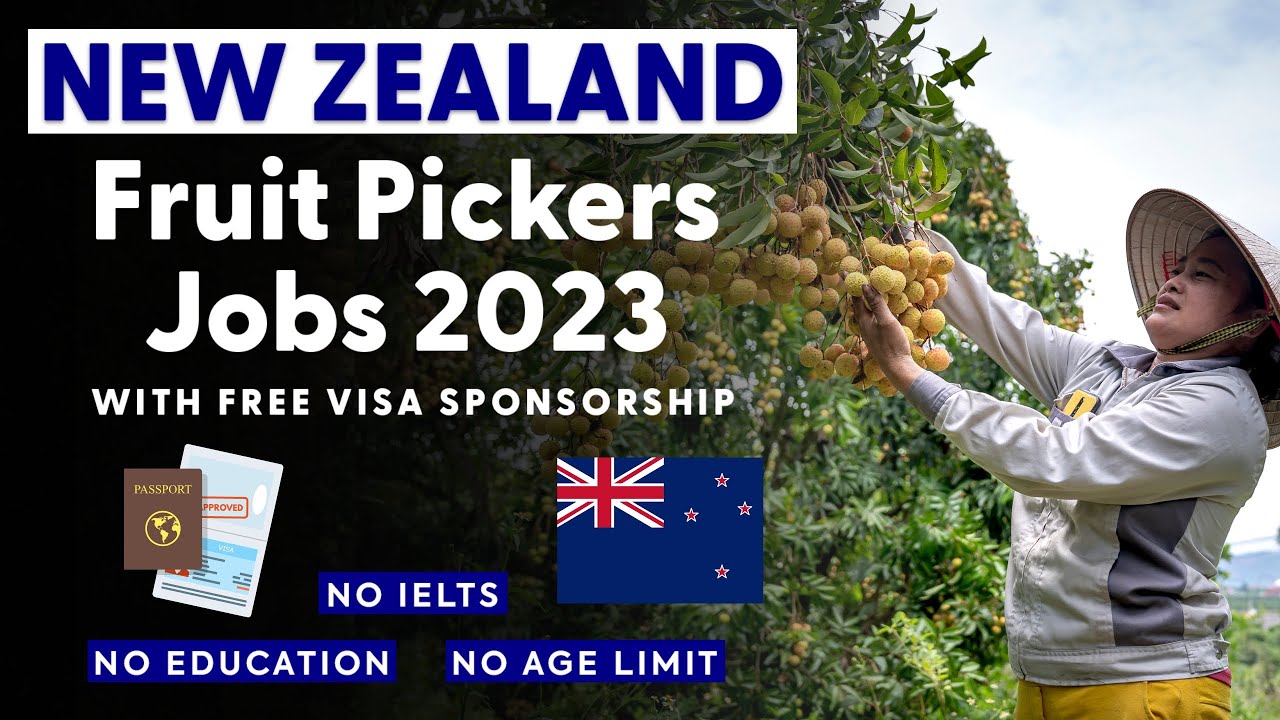 Fruit Picker Jobs With Visa Sponsorship In New Zealand Seasonal Work fruit-picker-jobs-with-visa-sponsorship-in-new-zealand-seasonal-work
