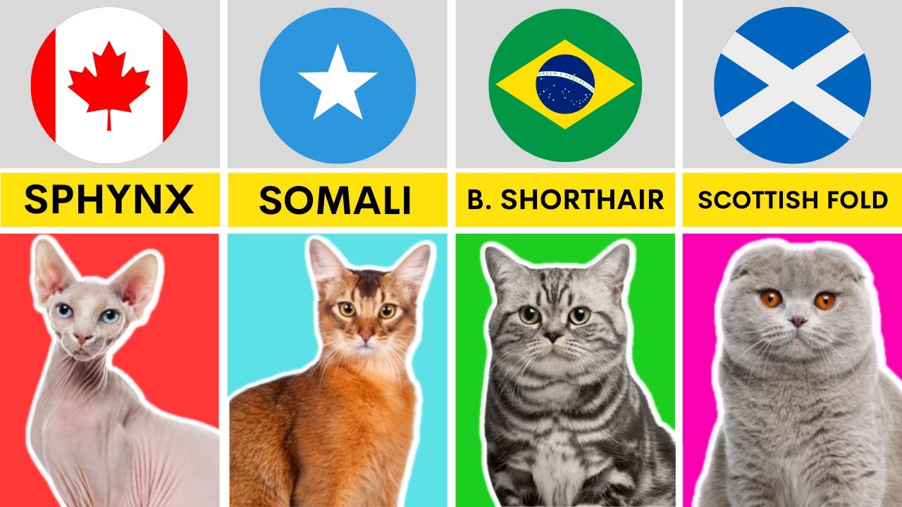Cat Breeds from Different Countries - YouTube