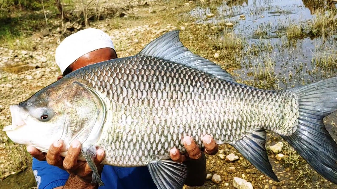 Big Katla Fish Catching|Fisher Man Catching The Katla Fish In Krishna ...