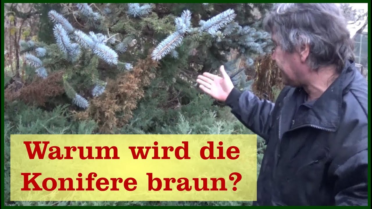 Konifere wird braun, aber warum? - YouTube