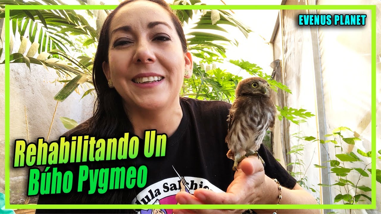 Rehabilitando un Búho Pigmeo, Búho enano - YouTube