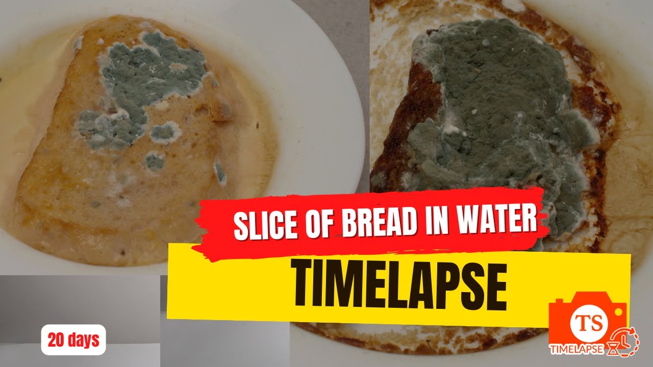 Molding bread timelapse - Mold growing on slice of bread for 20 days ...