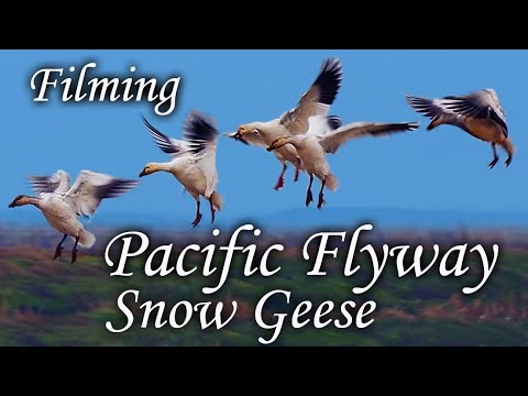 Filming Pacific Flyway Snow Geese - YouTube