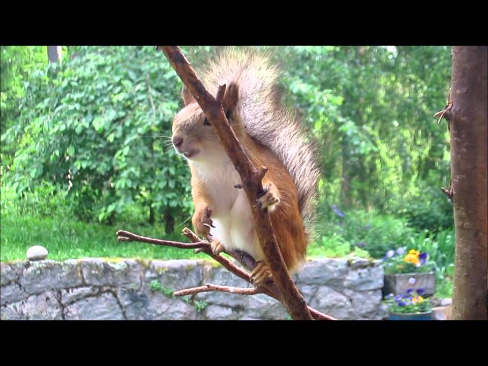 Red squirrel female - familiar looking - special ways to eat and behave ...