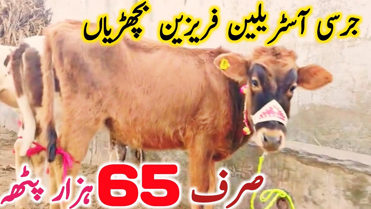 Australian Friesian Hiefers | Jersey Hiefers || Global Village Farming ...