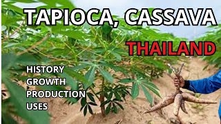 Tapioca (Cassava) Thailand: Growth, History, Production, and Uses
