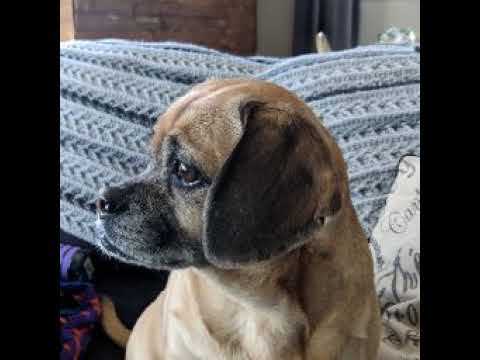 Del Howard Live Stream - YouTube