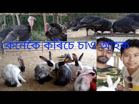 Rabbit farming in assam/কেনেকৈ কৰিচে চাও আহক - YouTube