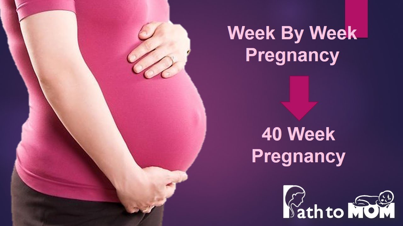 Pregnancy Week By Week | 40 Weeks Pregnant | Pregnancy Stages & Fetal ...