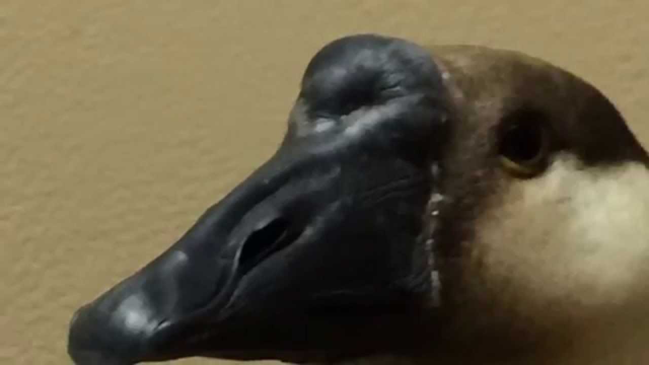 Goose with right eye conjunctivitis in for treatment - YouTube