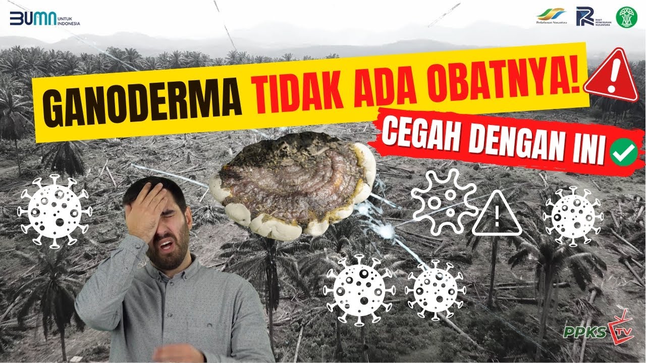STOP! Ancaman Ganoderma Harus Dilawan Sejak Dini - YouTube