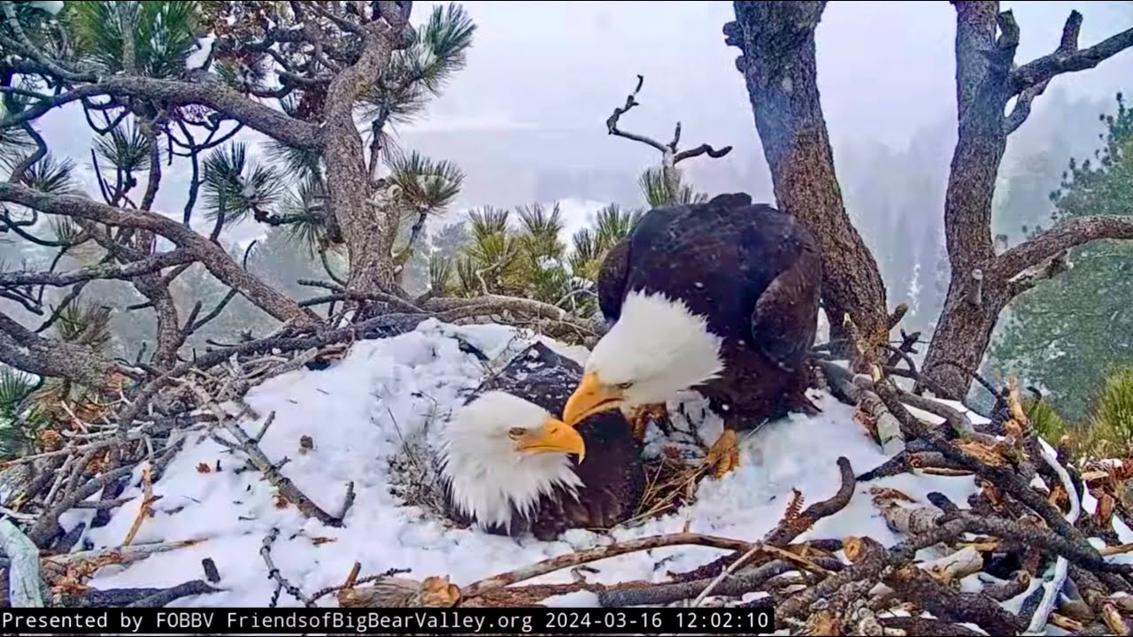 FOBBV Eagles 🦅 Jackie nudges Shadow 🦅 from nest ~ enjoys snow blanket ...