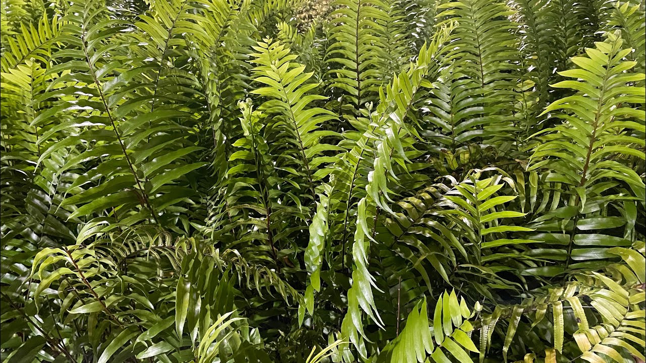 Green Sword Fern Plants Good for wedding Bouquets centerpiece multi ...