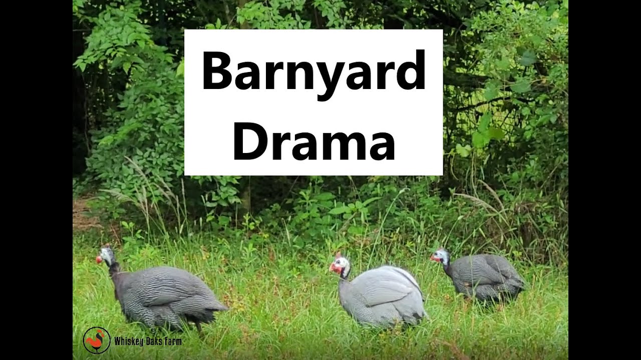 Barnyard Drama - YouTube