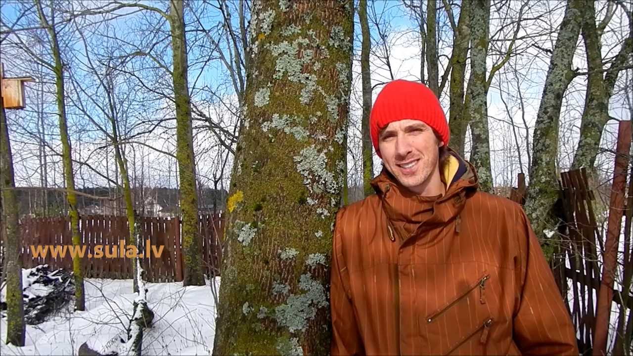 Kļavu sula 29. februārī. Maple sap on 29. february. - YouTube