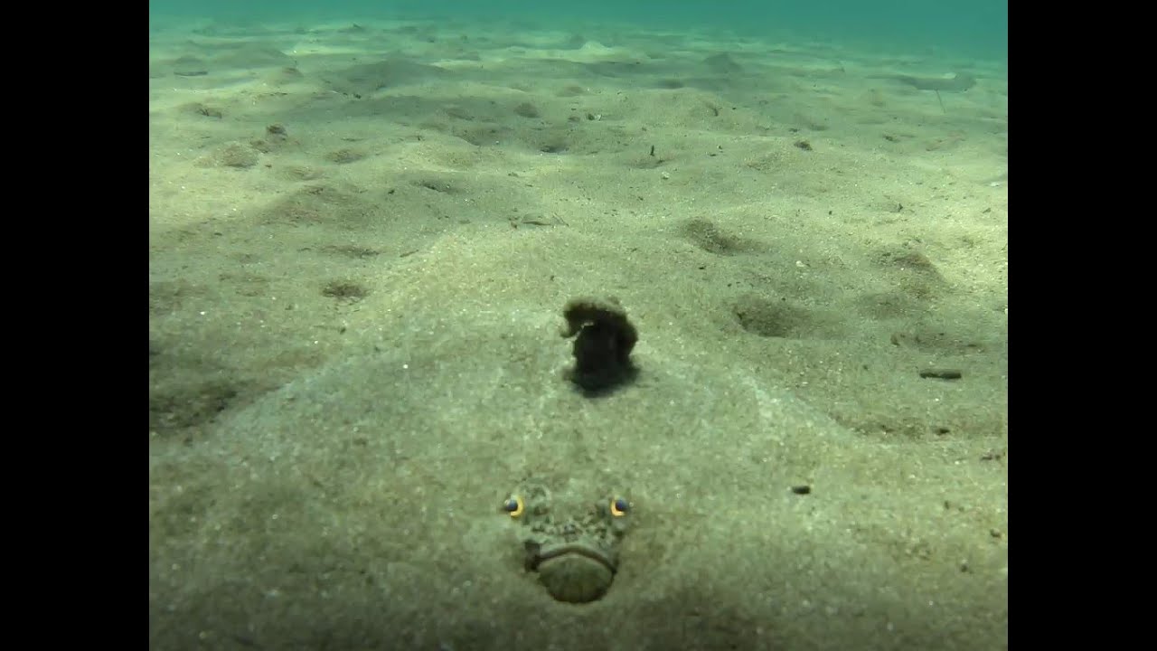 What's lurking in the sand??? - YouTube