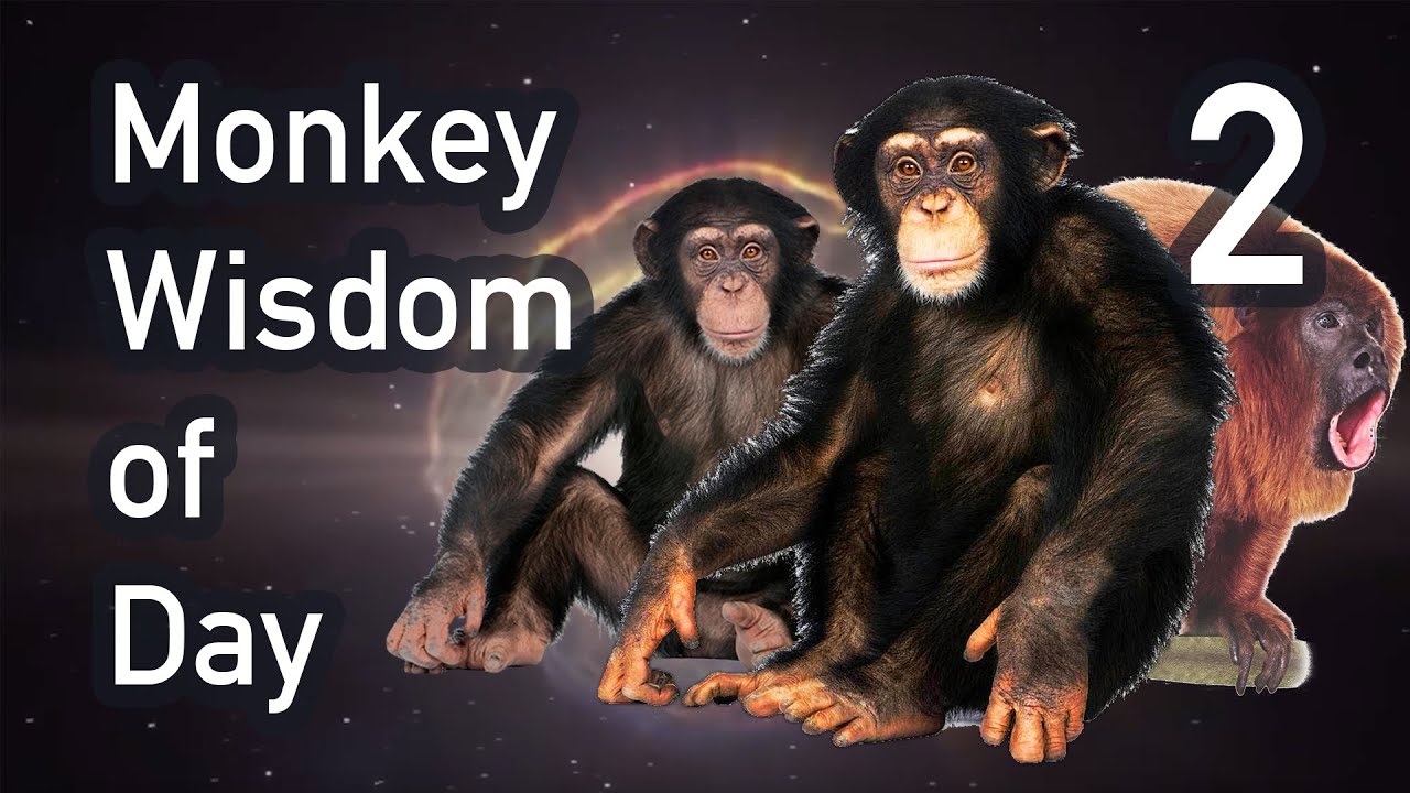 Monkey Wisdom of Day 2 (MOTIVATIONAL) - YouTube