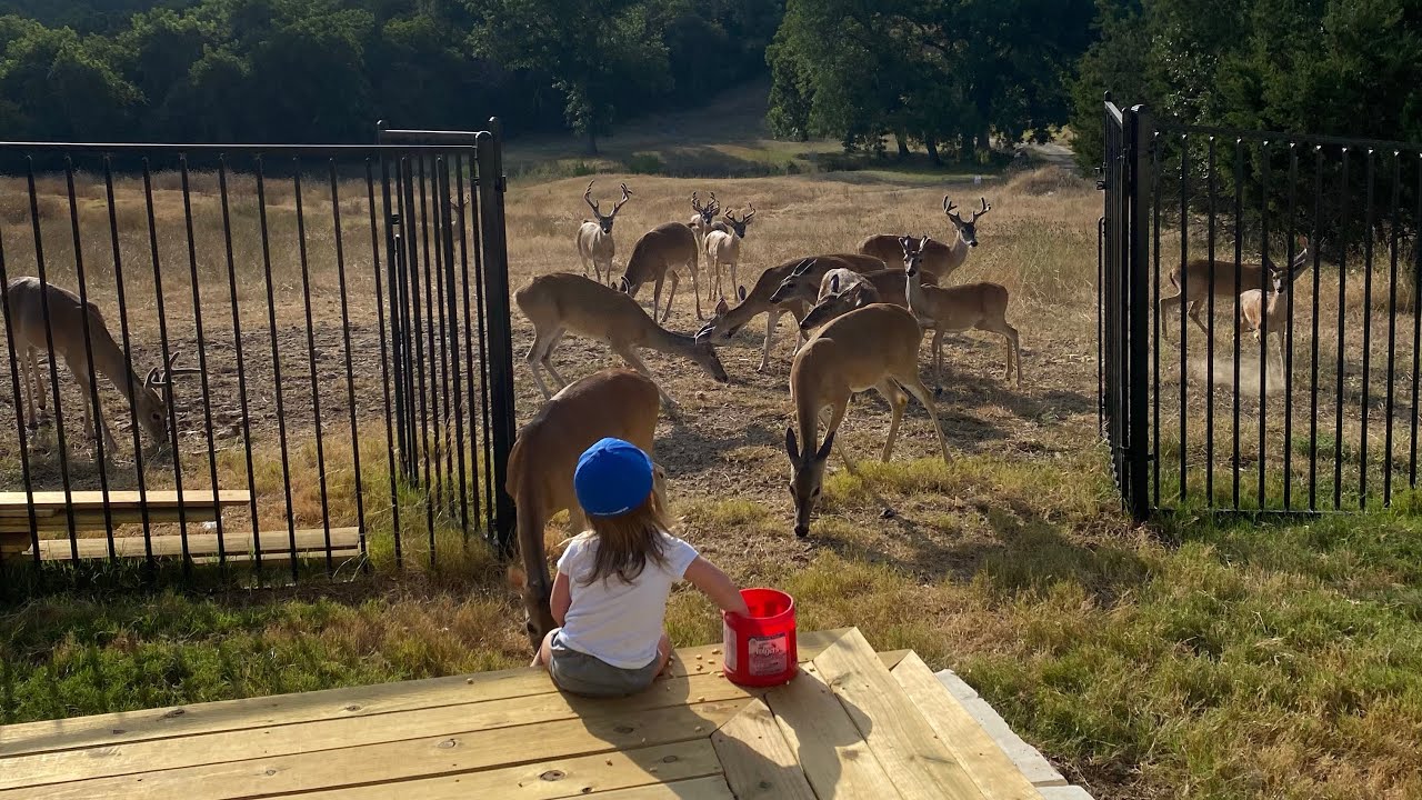 Feeding our deer. (Monster bucks) - YouTube