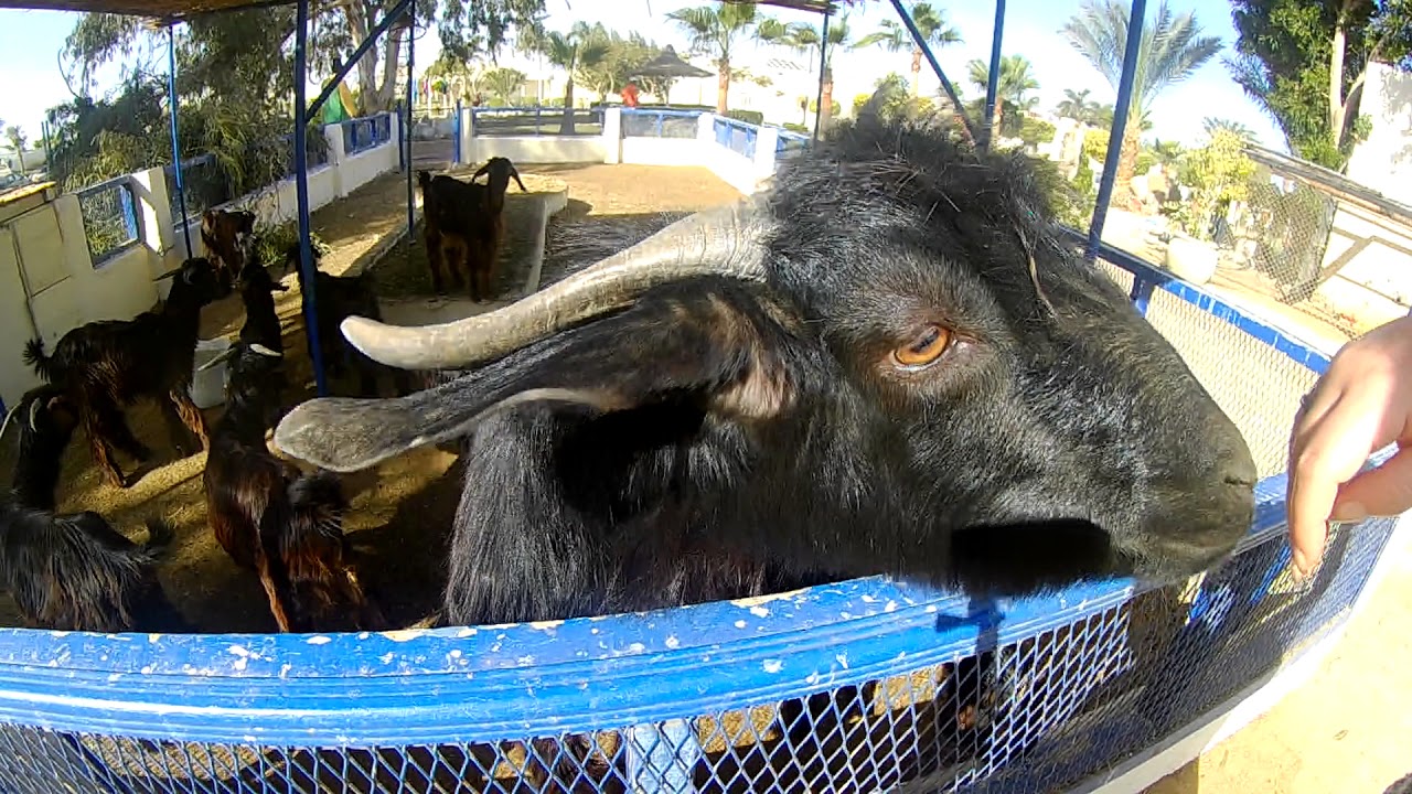 Coral Beach Resort Hurghada (Zoo im Coral Beach ohne Schildi) - YouTube