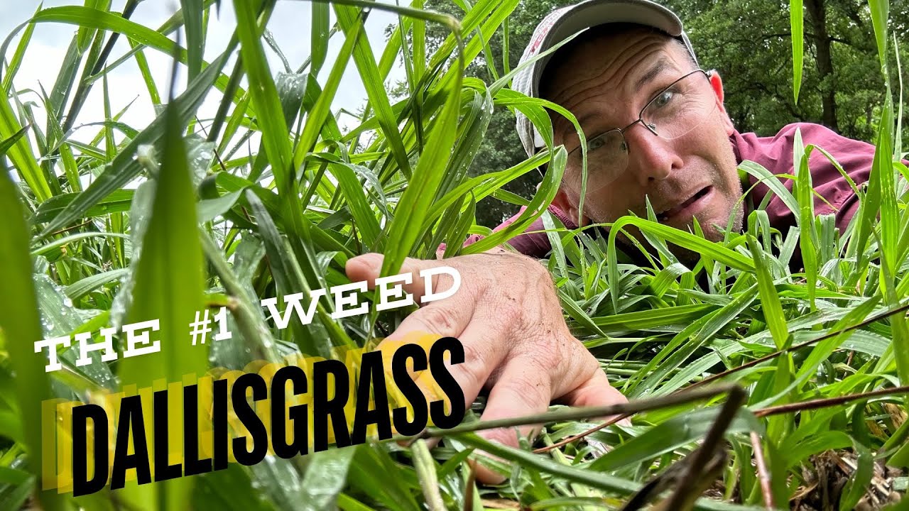 Dallisgrass Weed Introduction Youtube