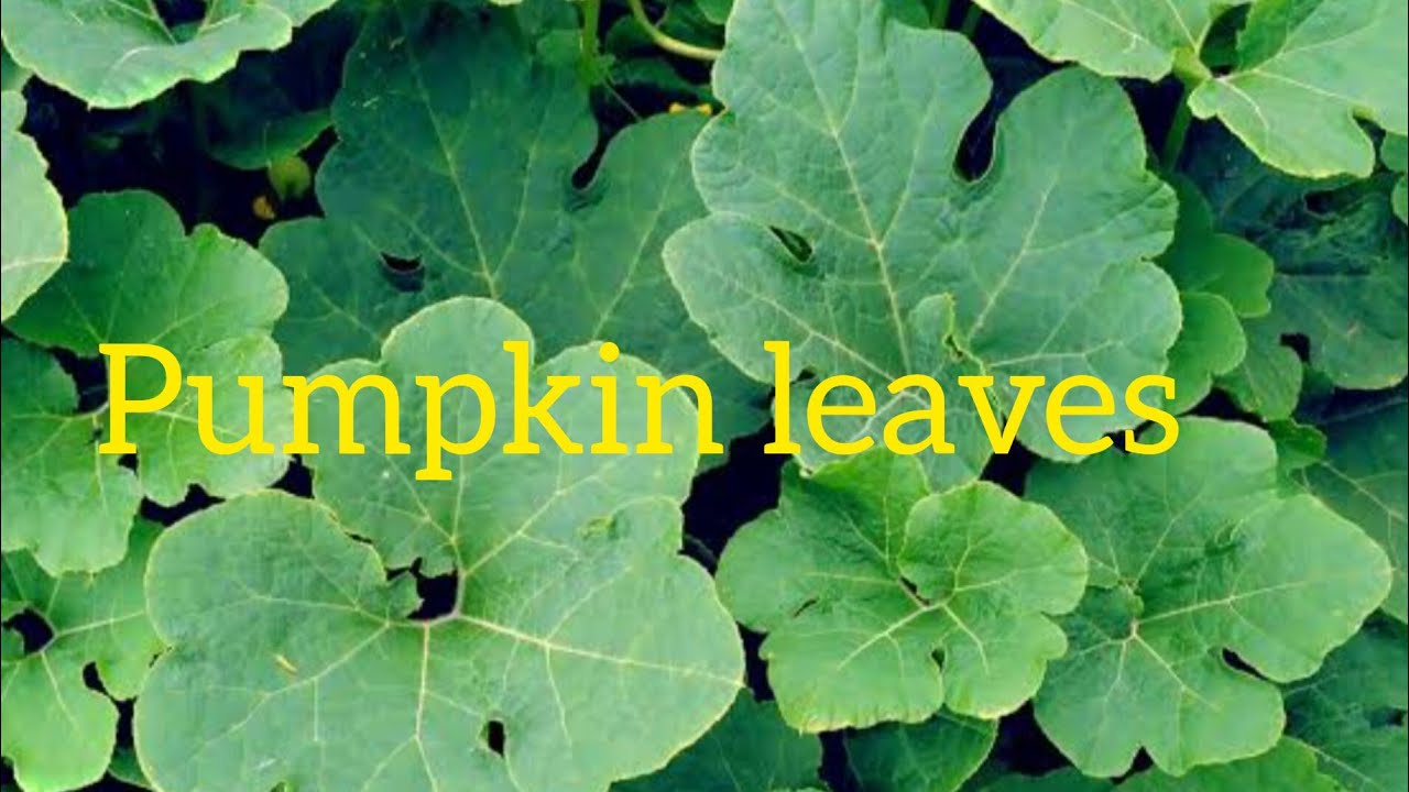 Pumpkin leaves boil recipe for beginners|kaddu ki saag/patte ki sabji ...