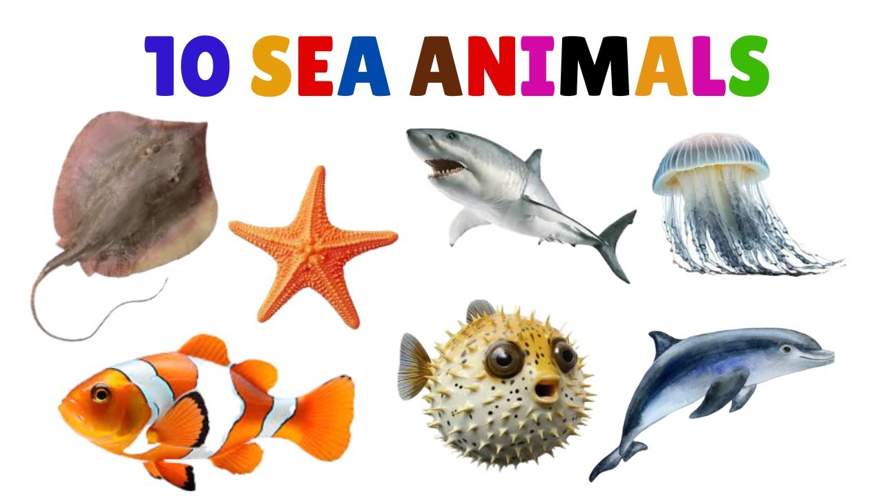 100 Amazing Sea Animals Facts for Kids | KIDS Educational Video | Ocean ...