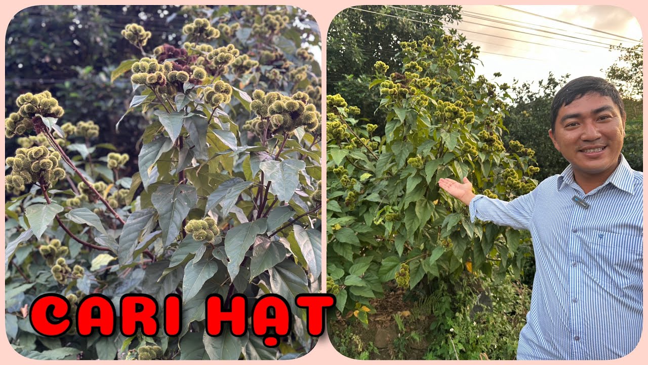 Cây Cari hạt trái quanh năm | 0386569374 - Ngọc Ngân Bến Tre | Chuyên ...