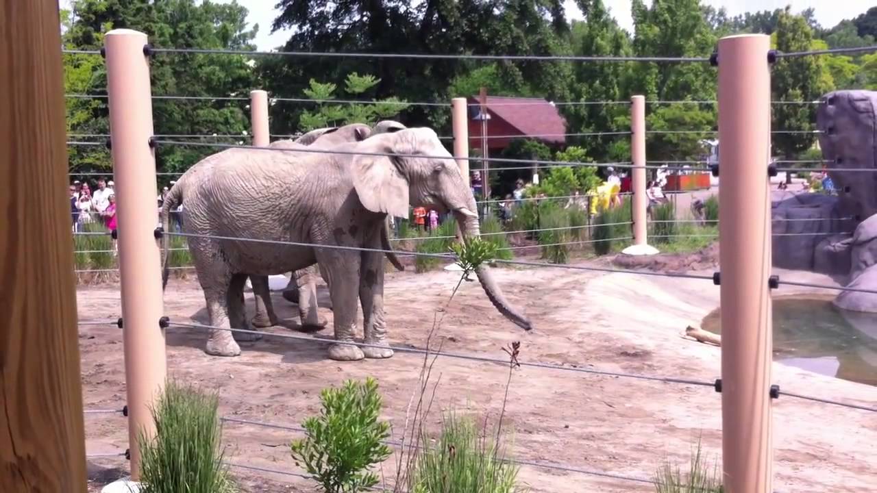 Elephants at the Zoo - YouTube