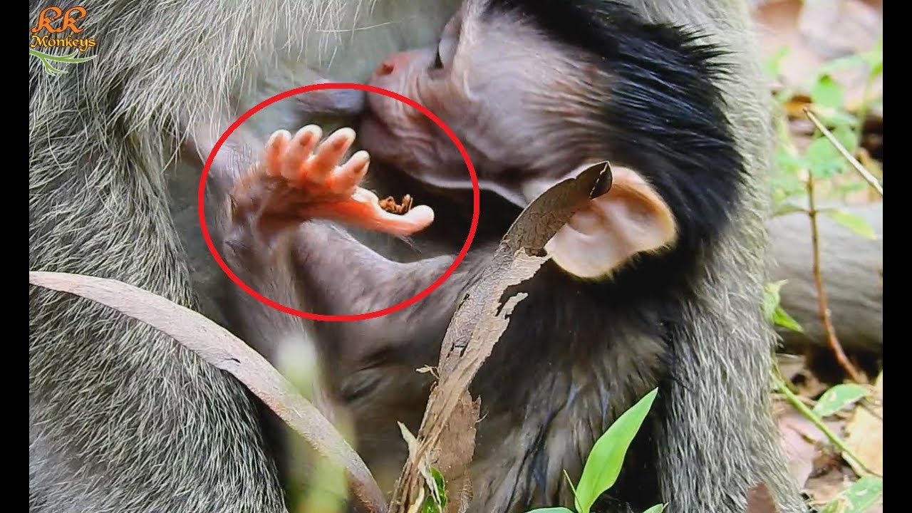 Oh God! Big Red Ant Bite Newborn Baby monkey, It's Tried Remove it out ...