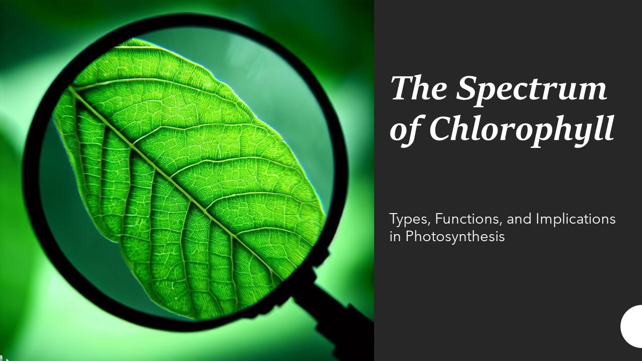 The Spectrum of Chlorophyll: Types, Functions, and Implications in ...