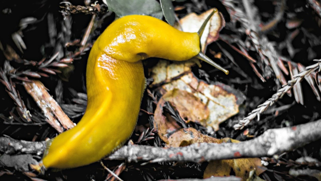 The Banana Slug Forest 🍌🍌😝🌲🌿 Vlog EP 86 - YouTube