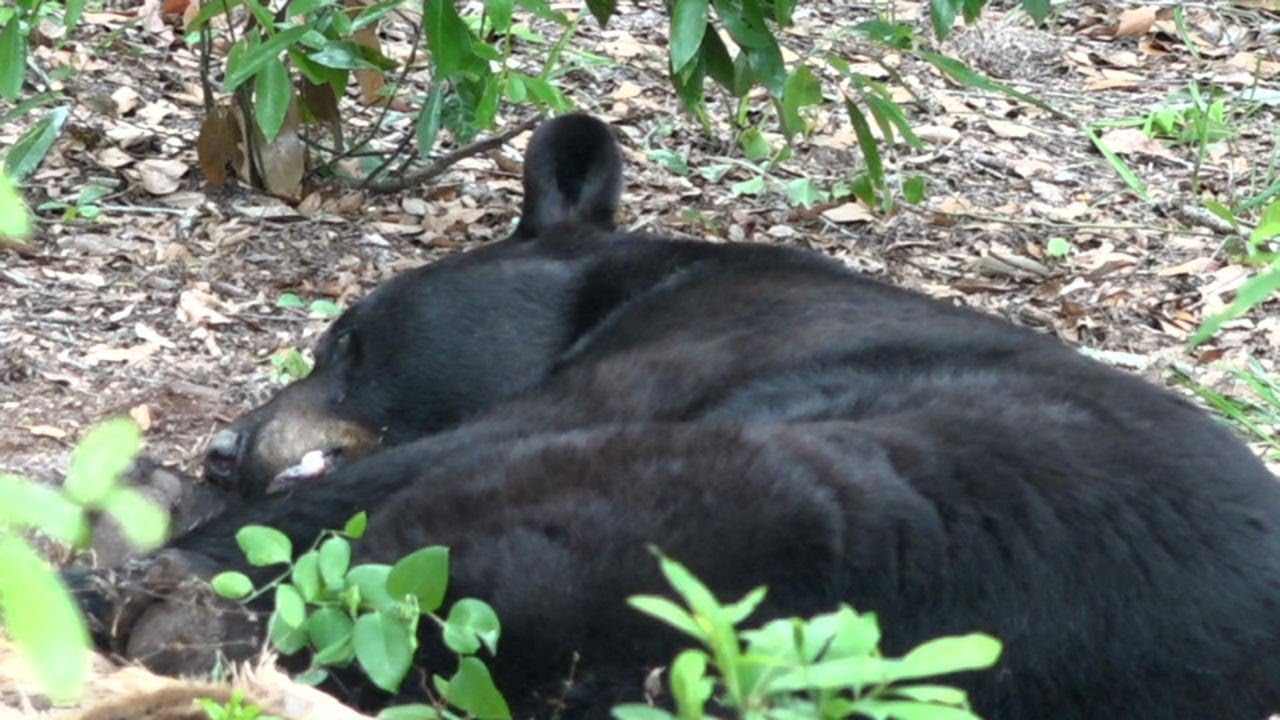 Lawmakers Want to Raise Penalties on Bear Poachers - YouTube