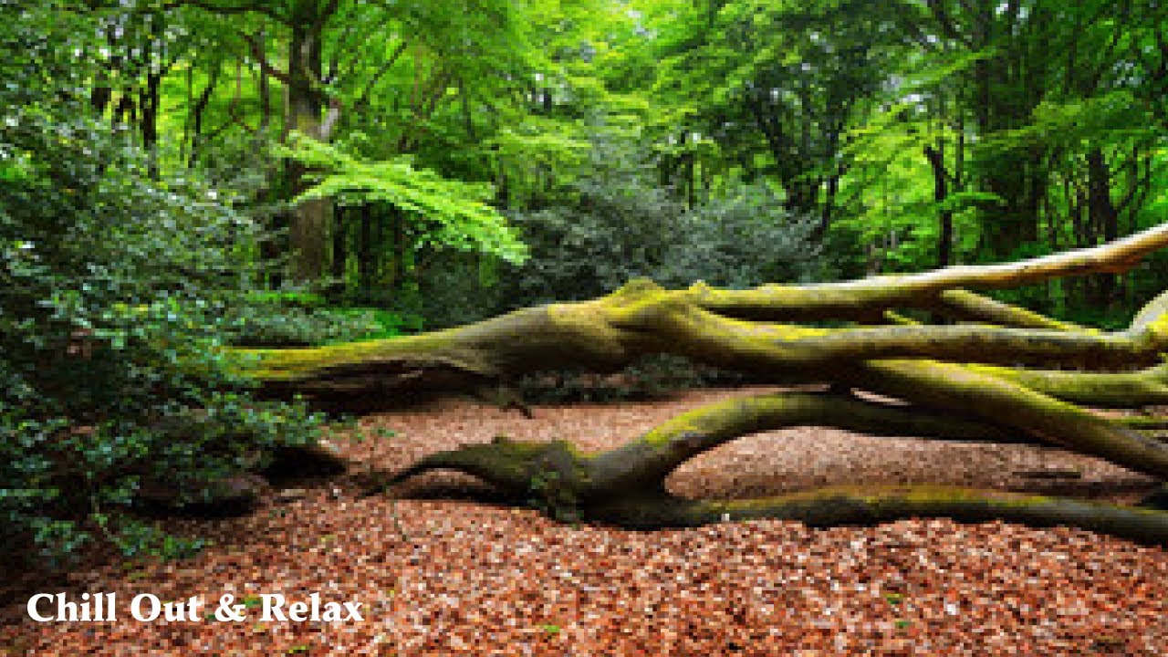 Relaxing state of mind, and helping you to sleep better at night ☘ ...