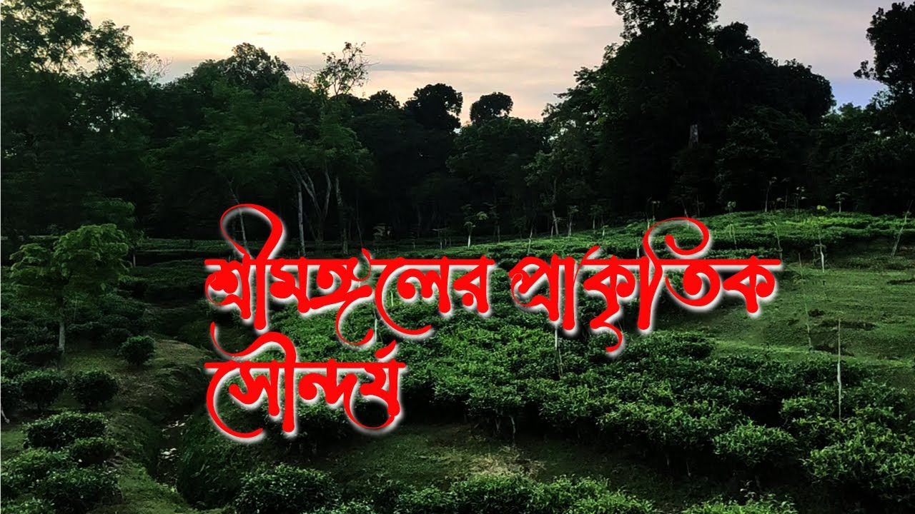 Beautiful train journey and natural view of Sreemangal |শ্রীমঙ্গলের ...
