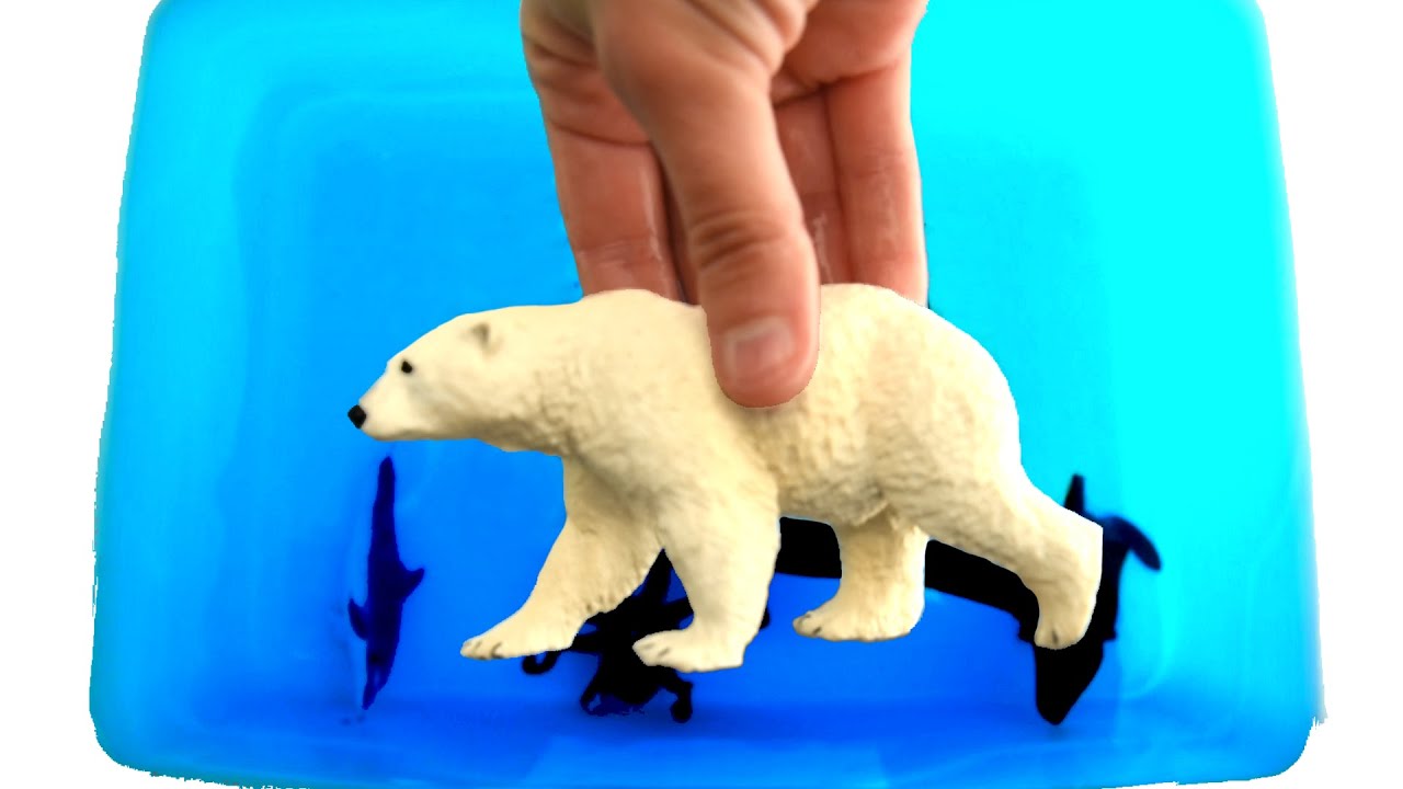 Wild Zoo Animals Swimming In The Pool - Learn Animal Names For Kids ...