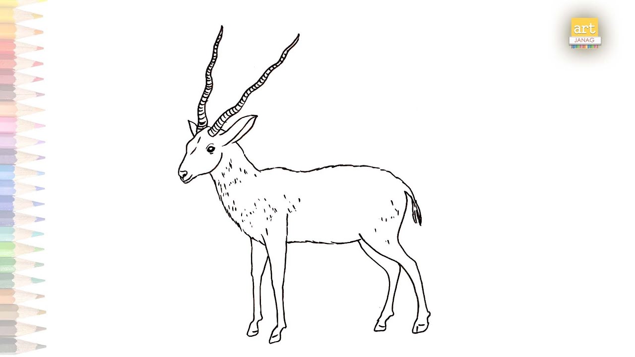 Tibetan Antelope Drawing